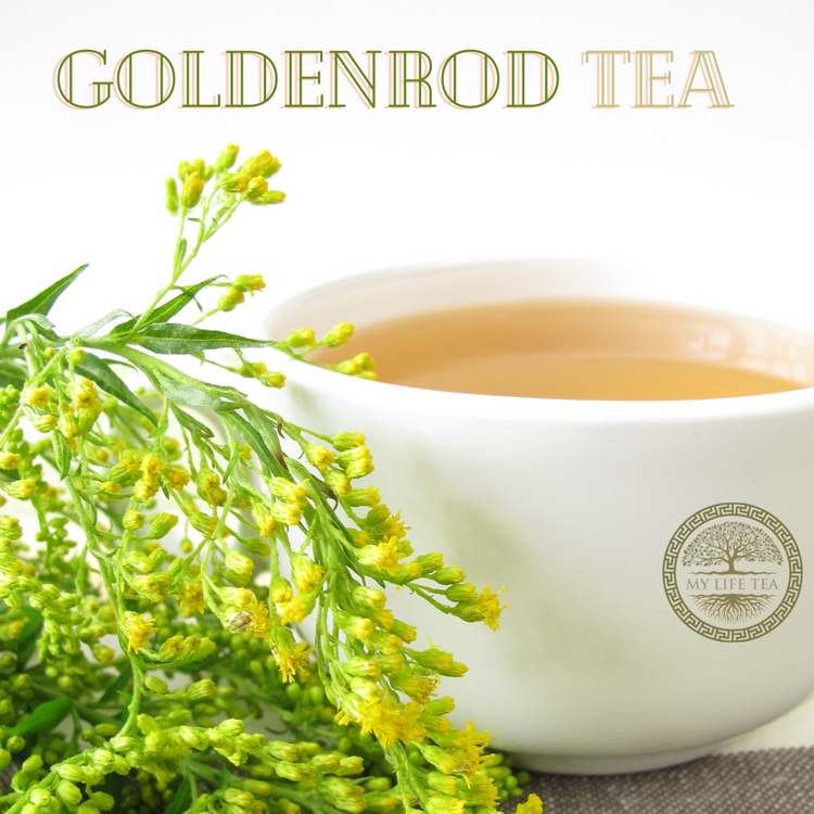 Goldenrod Tea Benefits – My Life Tea