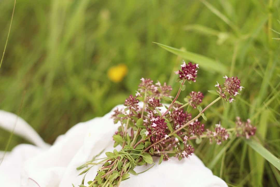 Build Vitality Naturally: A Guide to Healthy Herbal Teas – My Life Tea